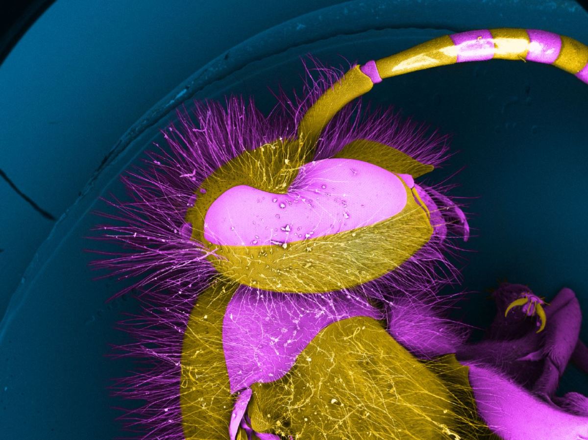 Willy The Wasp – #KissedByElectrons